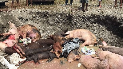 Akibat ASF, Populasi Babi di Mimika Sudah Nyaris Habis - Papua60Detik