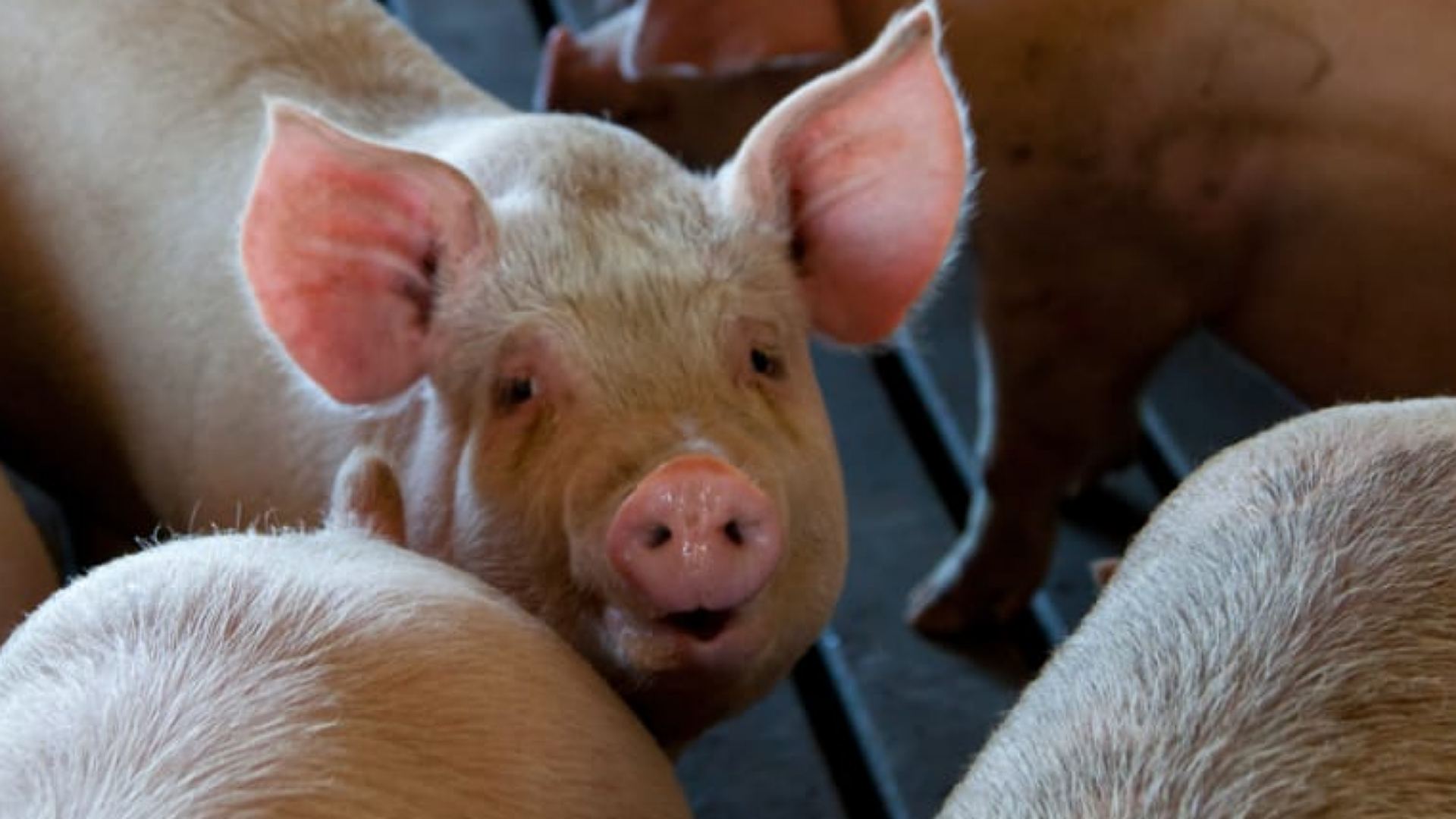 Waspada Virus ASF, Pemkab Mimika Larang Daging Babi dari 5 Kabupaten ...