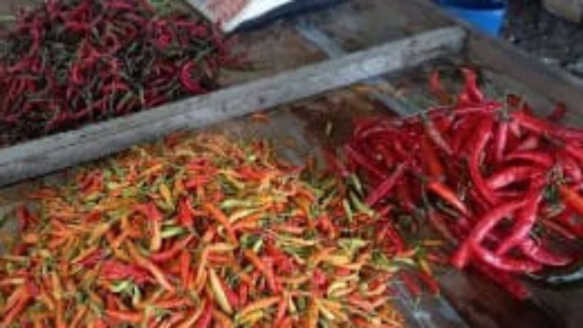 Harga Cabe Rawit Tembus Rp140 Ribu Sekilo - Papua60Detik