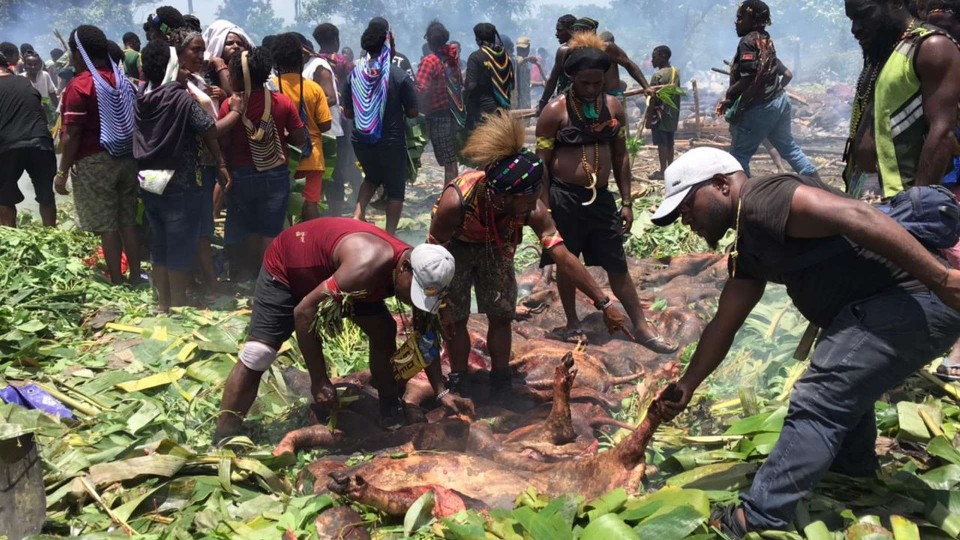 HUT Mimika ke-27, Pemkab Bakar Batu 100 Ekor Babi - Papua60Detik
