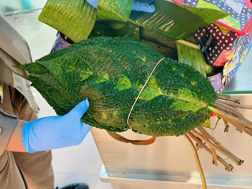 Daun Gatal, Alternatif Pengobatan Masyarakat Papua - Papua60Detik